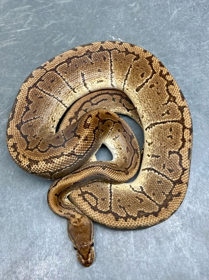 PB Grim Pinstripe Ball Python by Python in a Pear Tree
