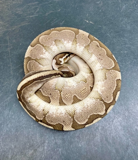 PB Bamboo Het Hypo Ball Python by Python in a Pear Tree