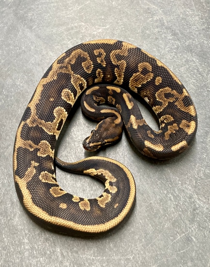 Grim Leopard Ball Python by Python in a Pear Tree