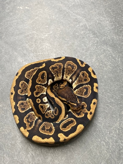 Grim Het Ultramel Ball Python by Python in a Pear Tree