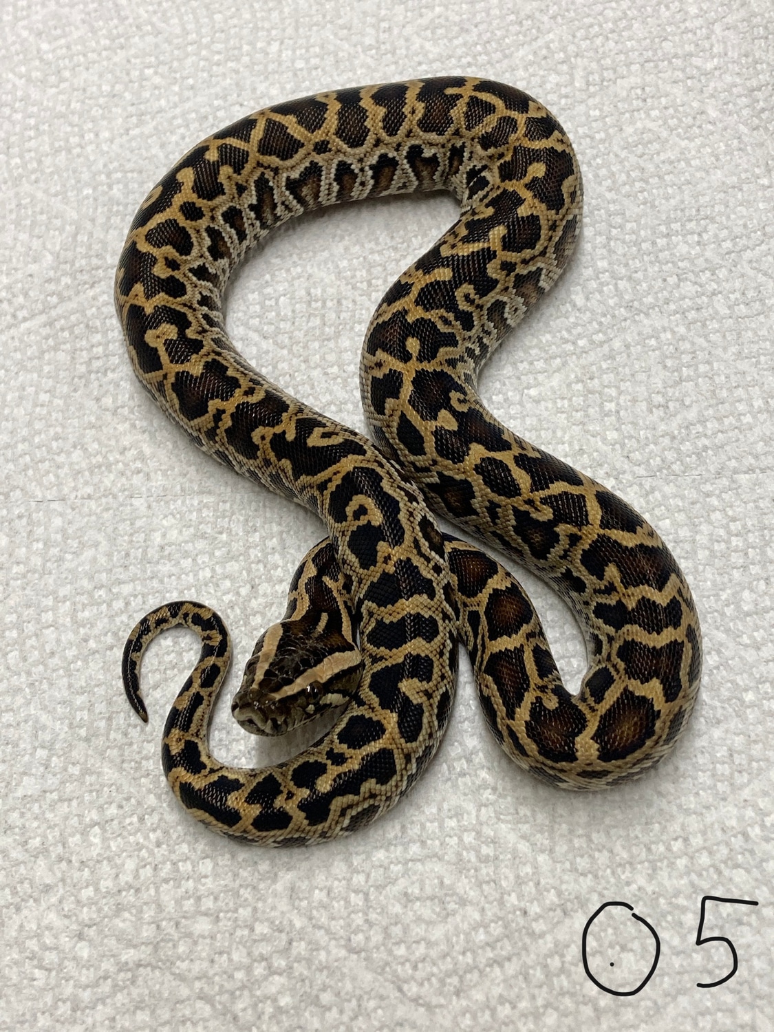 Pure Progschai Dwarf Burmese Python by Python in a Pear Tree - MorphMarket