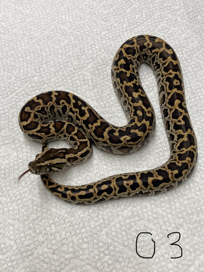 Pure Progschai Dwarf Burmese Python by Python in a Pear Tree