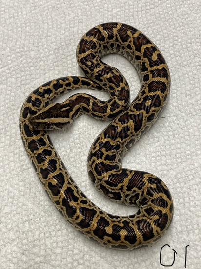 Pure Progschai Female Burmese Python by Python in a Pear Tree