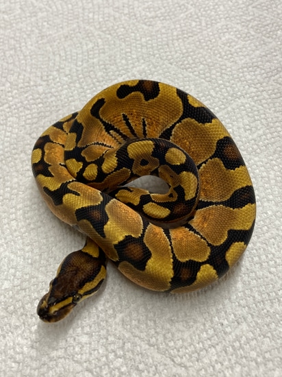 Enchi Het Hypo Ball Python by Python in a Pear Tree