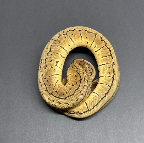 Grim Blast Het Clown Ball Python by Python in a Pear Tree