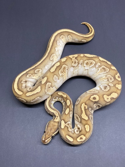 Butter Grim Ball Python by Python in a Pear Tree