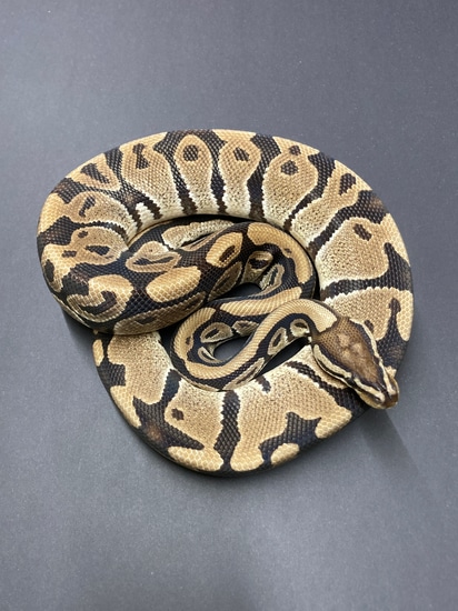 DH VPI Axanthic Clown Pair Ball Python by Python in a Pear Tree