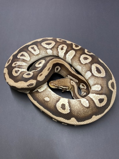 Pastave Het VPI Axanthic Ball Python by Python in a Pear Tree