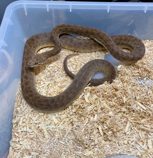 RTB Female Children's Python by Python in a Pear Tree