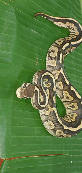 Cinnamon Fire Ball Python by Marty's Morphs