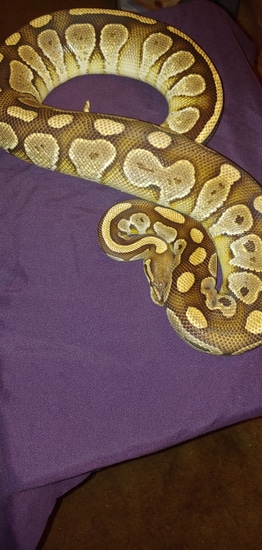 Lesser Ball Python by Marty's Morphs