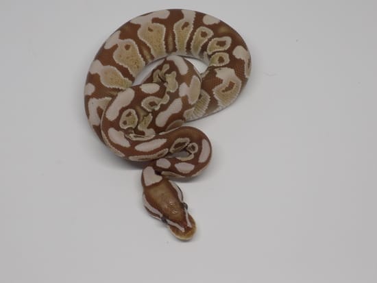 Ultra Snow Trio Ball Python by Marty's Morphs