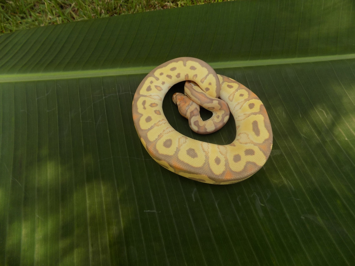 Banana Clown Ball Python by Marty's Morphs - MorphMarket