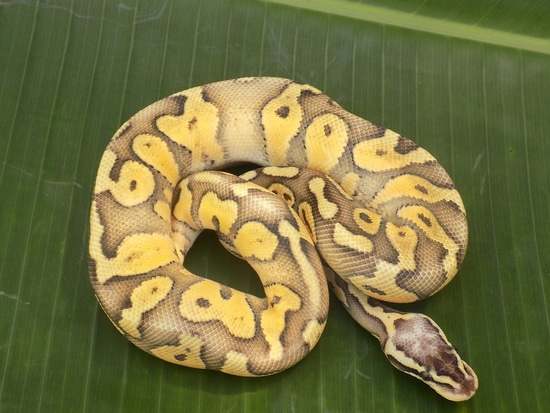Super Pastel Red Stripe Ball Python by Marty's Morphs