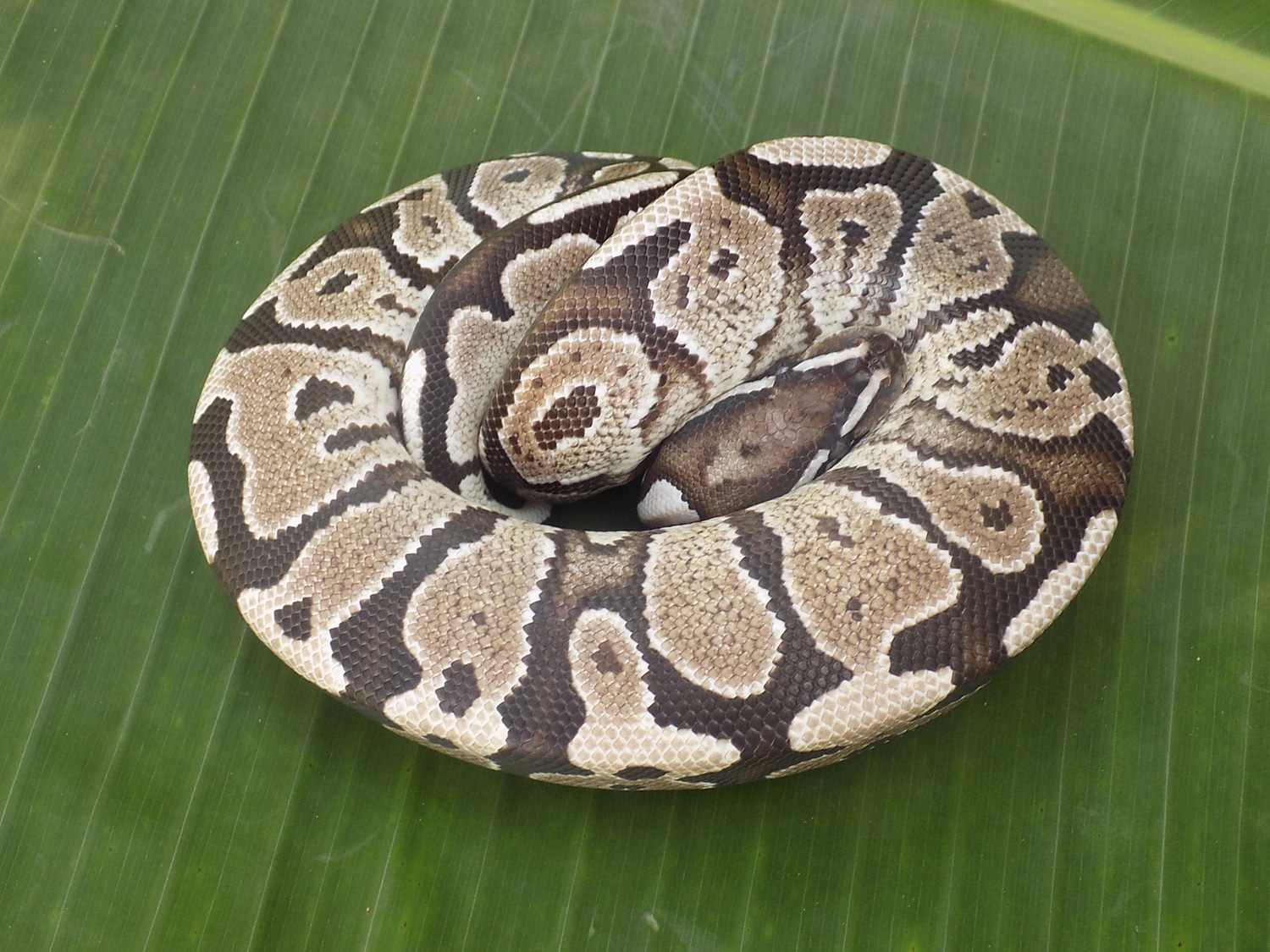 Fire VPI Axamthic Ball Python by Marty's Morphs - MorphMarket