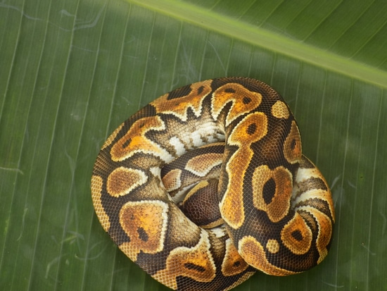 Cinnamon Fire Ball Python by Marty's Morphs