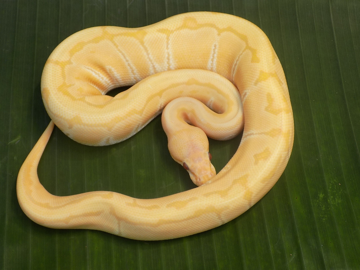 Pin Candino Ball Python by Marty's Morphs - MorphMarket