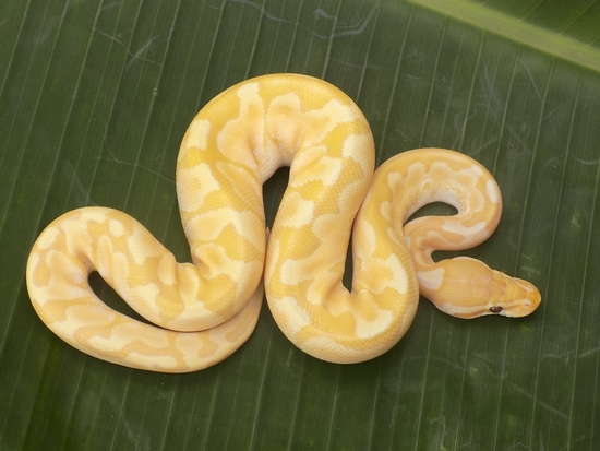Pastel Bamboo Ultramel Ball Python by Marty's Morphs