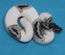 MJ Lightning Pied Ball Python by Marty's Morphs - MorphMarket