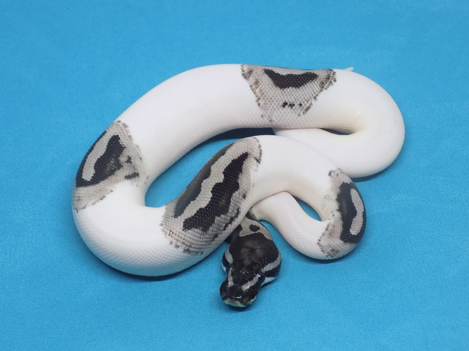 MJ Lightning Pied Ball Python by Marty's Morphs - MorphMarket