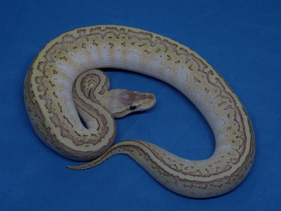 Emperor Pin Trick Ball Python by Marty's Morphs