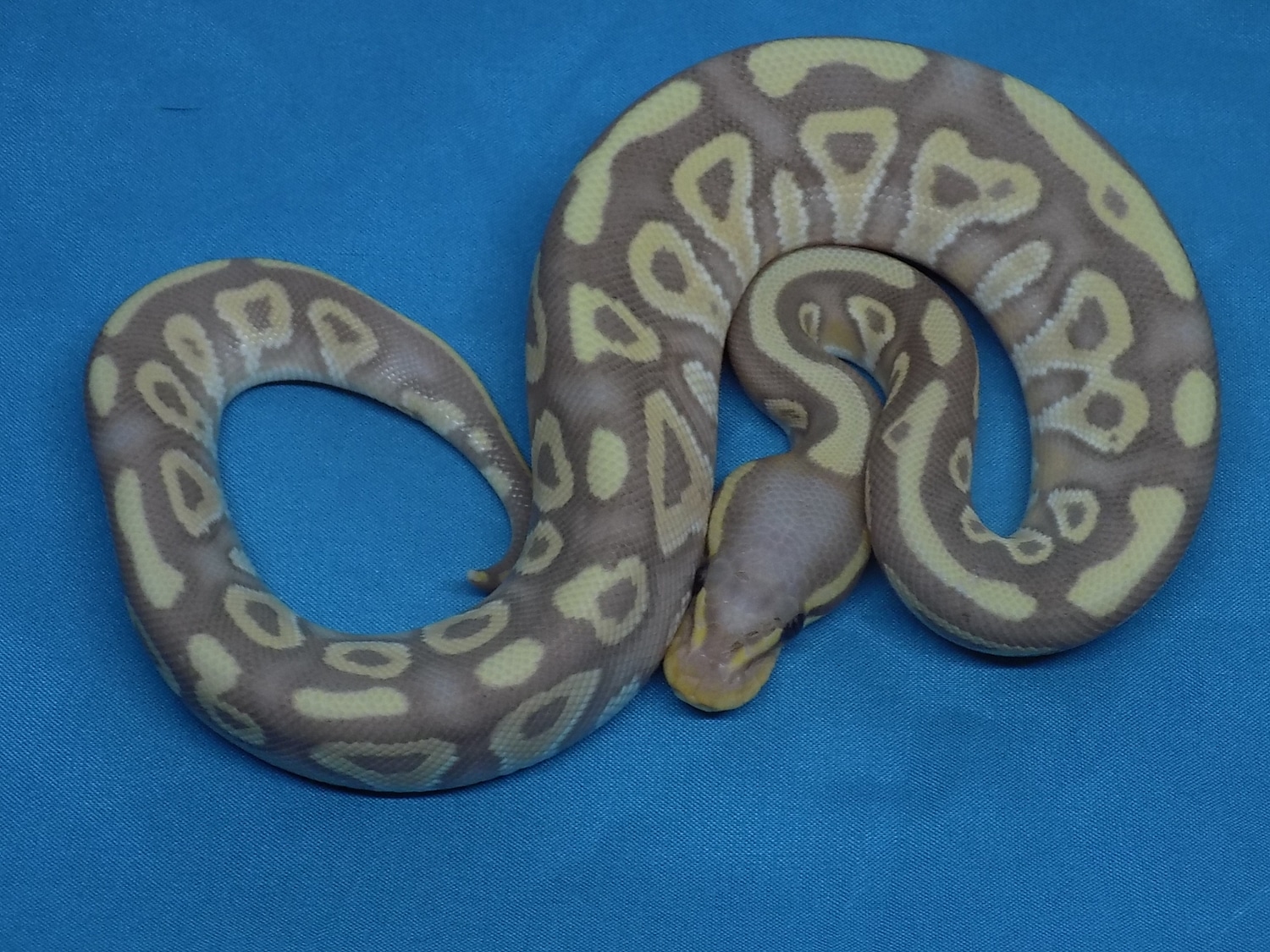Mojave Banana Ball Python by Marty's Morphs - MorphMarket