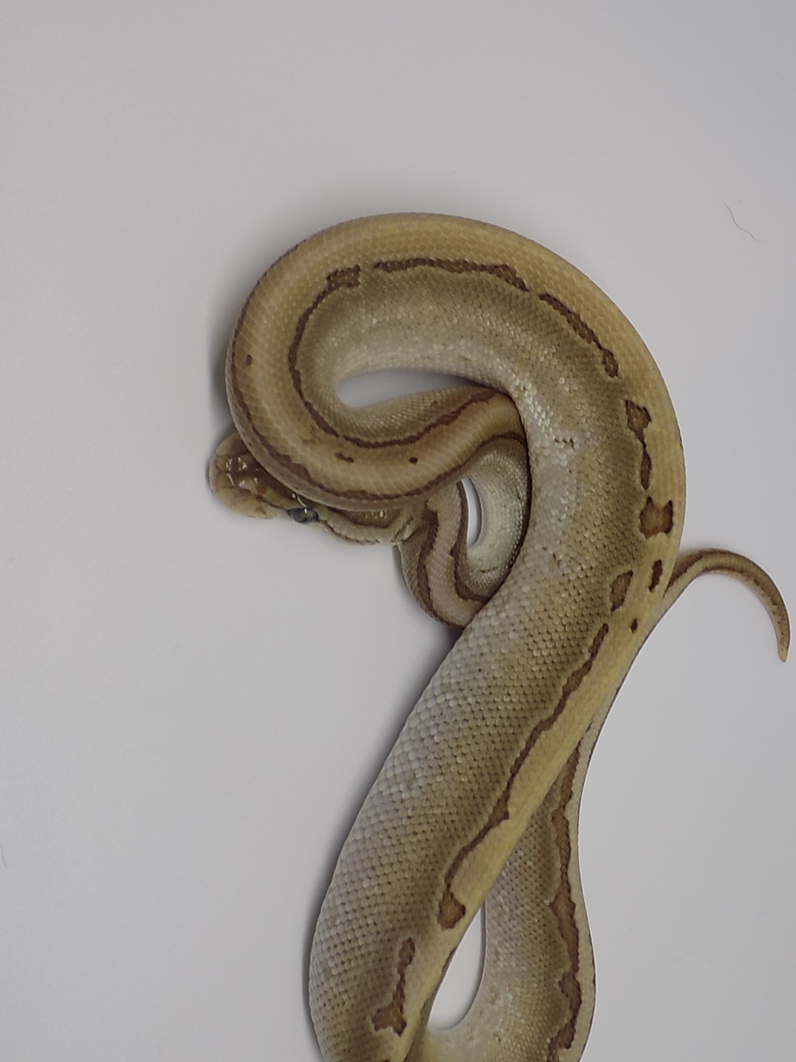 Lesser Super Pinstripe Trick Ball Python by Marty's Morphs - MorphMarket