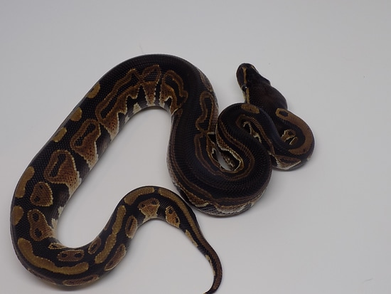 Super MMG Ball Python by Marty's Morphs