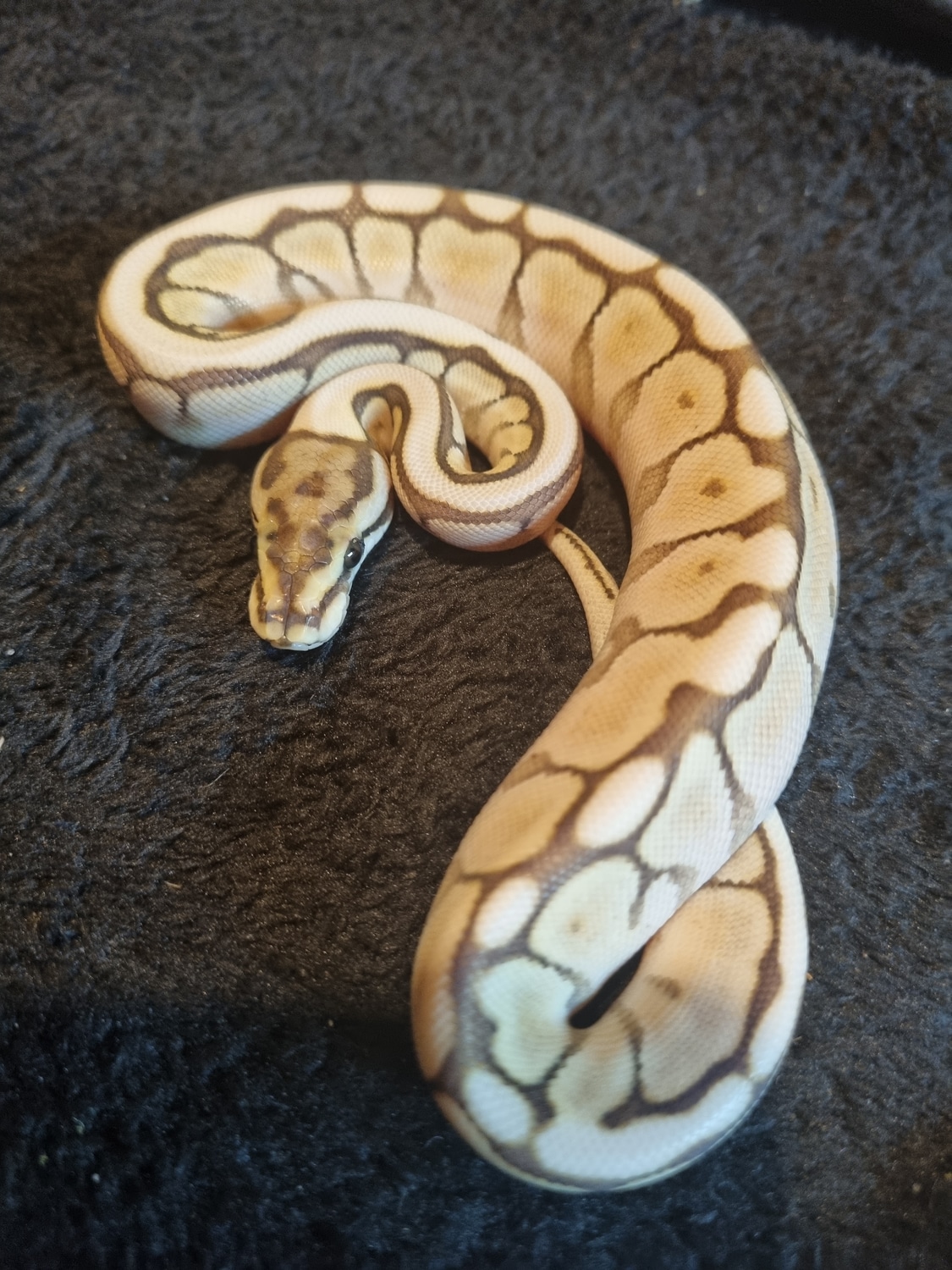 Nuclear Spider Ball Python by Perry's Pythons - MorphMarket