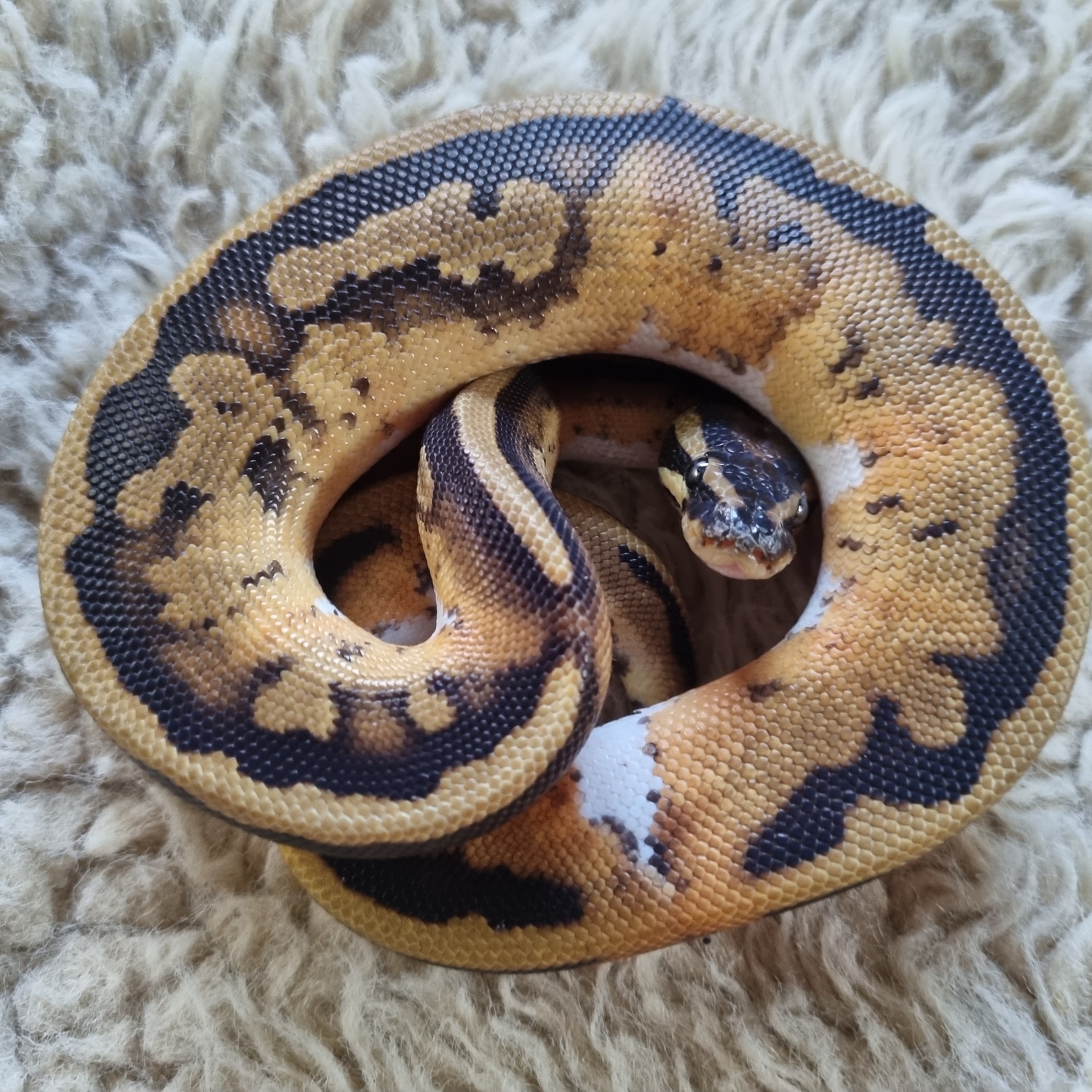 Pied 100% Het Lavender Albino Ball Python by Mp Pythons - MorphMarket