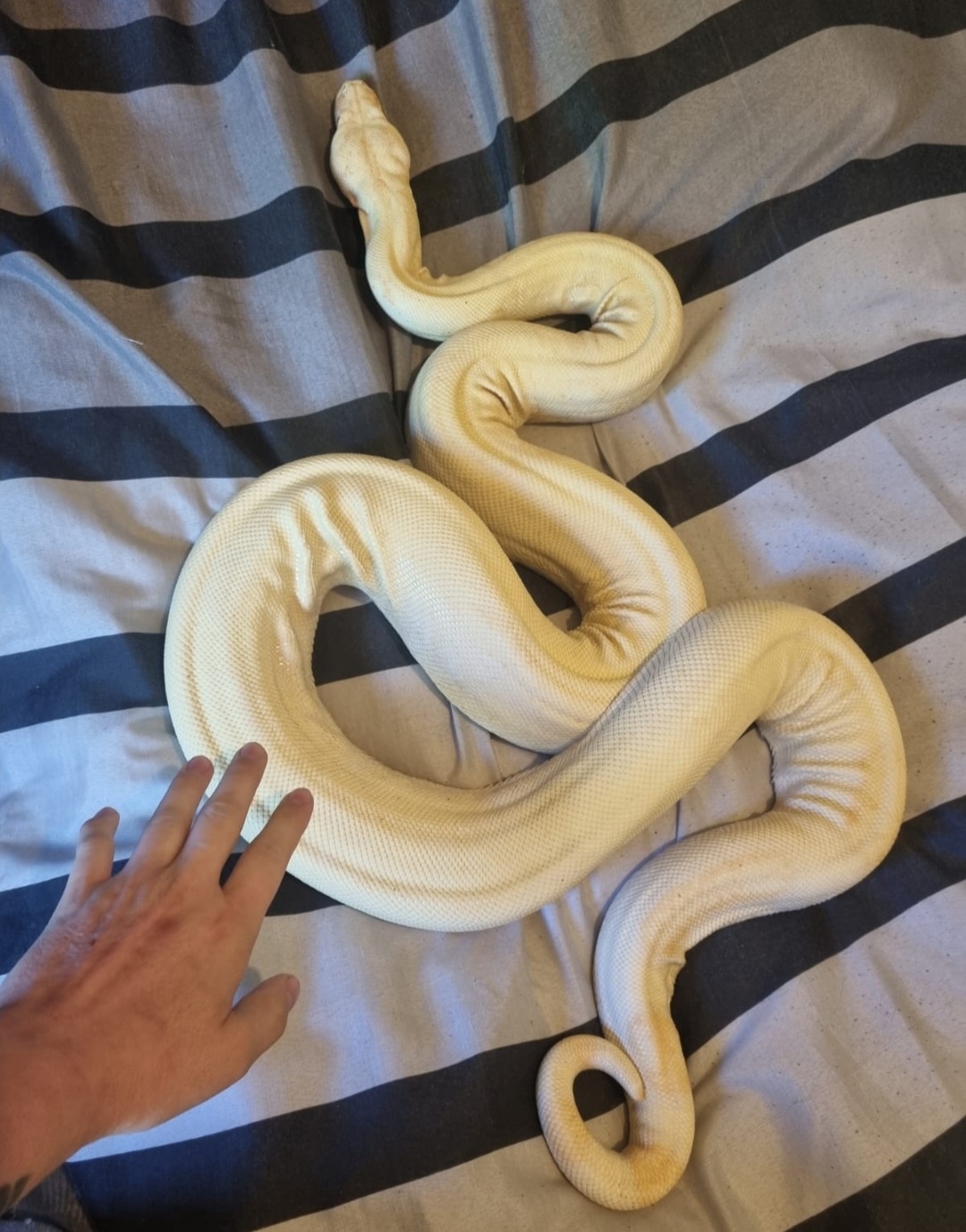 Kahl Albino Boa Constrictor by Perry's Pythons - MorphMarket