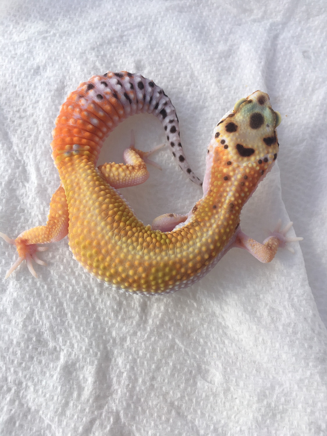 White & Yellow Bold Tangerine Leopard Gecko by Mudd Pond Geckos ...