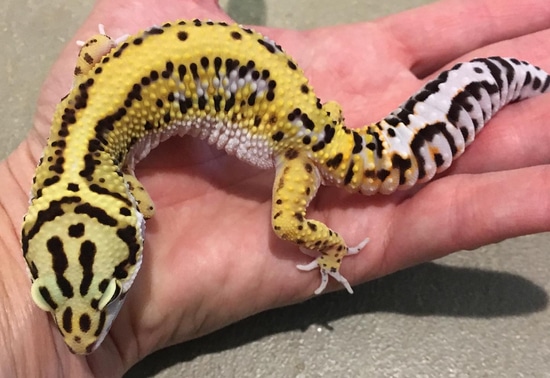 Halloween Mask/Firebold Leopard Gecko by Mudd Pond Geckos