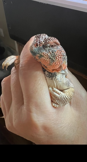 Thomasi Male Uromastyx by Mep Reptilians