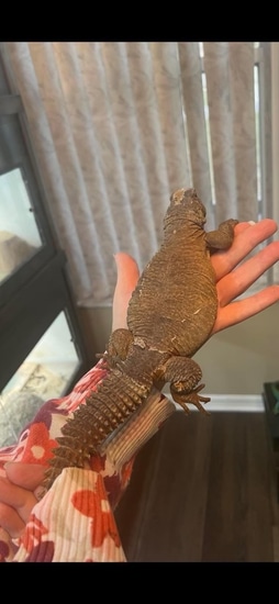 Egyptian Female Uromastyx by Mep Reptilians