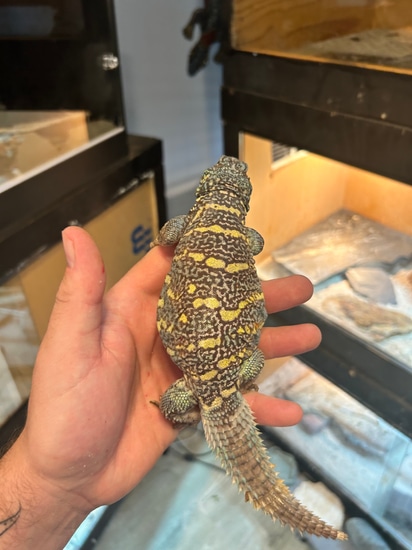2019 Colorful Female Ornate Uromastyx by Mep Reptilians