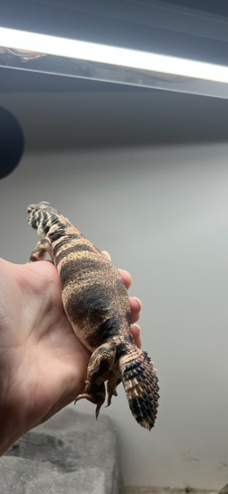 2021 Female Thomasi Uromastyx by Mep Reptilians