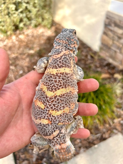 CB 2019 Female Ornate Uromastyx by Mep Reptilians
