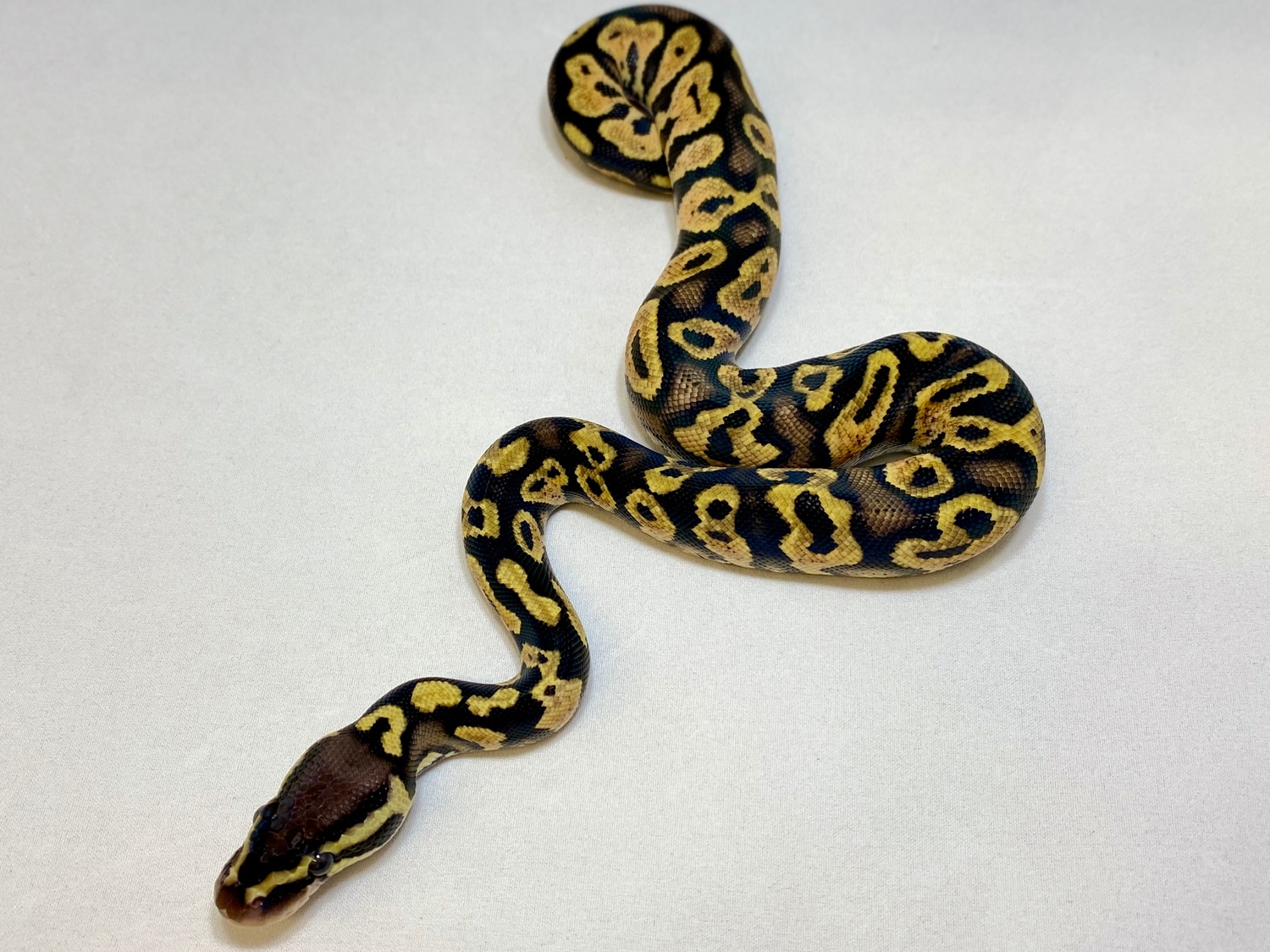 Pastel Asphalt Or Yellow Belly Ball Python by Pope's Outlandish Pythons ...