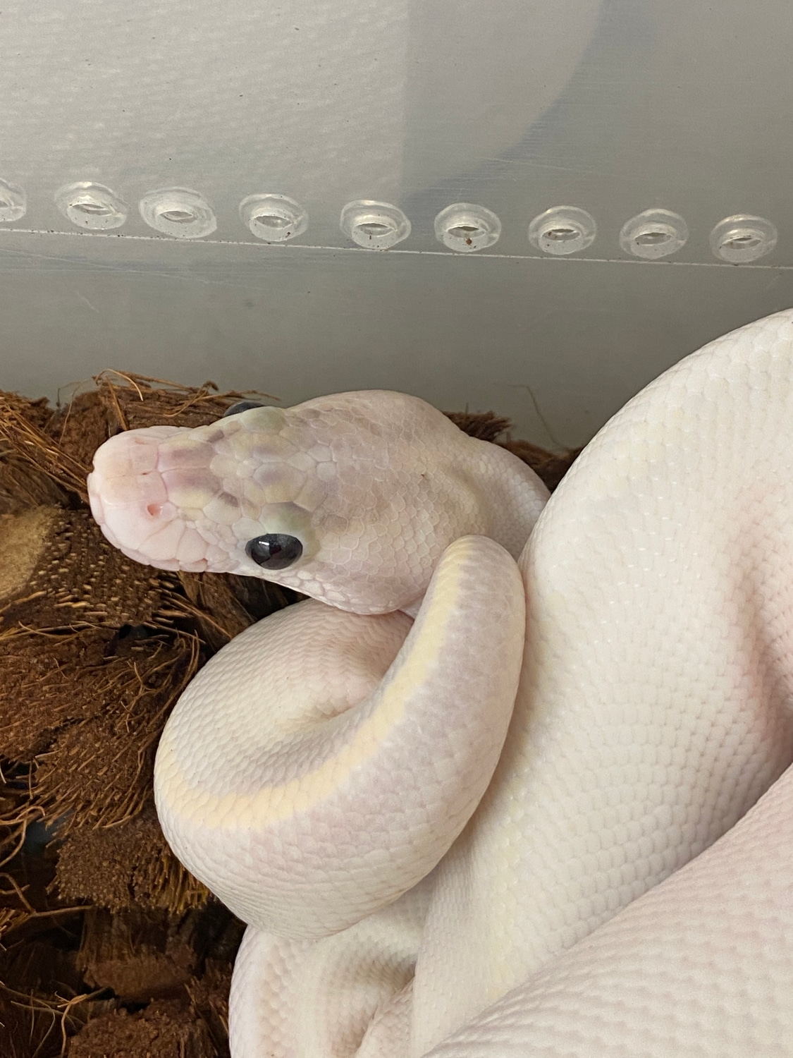 Super YellowBelly Female Ball Python by Pope's Outlandish Pythons ...