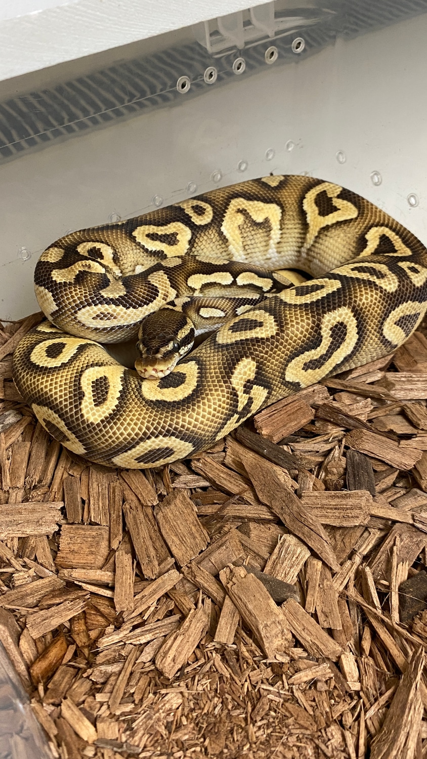 Pastel Mojave Asphalt Or YellowBelly Ball Python by Pope's Outlandish ...