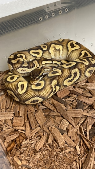 Pastel Mojave Asphalt Or YellowBelly Ball Python by Pope's Outlandish Pythons
