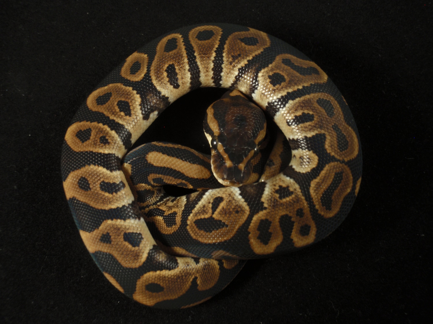 Leopard Yellowbelly Ball Python by MPS Reptiles - MorphMarket