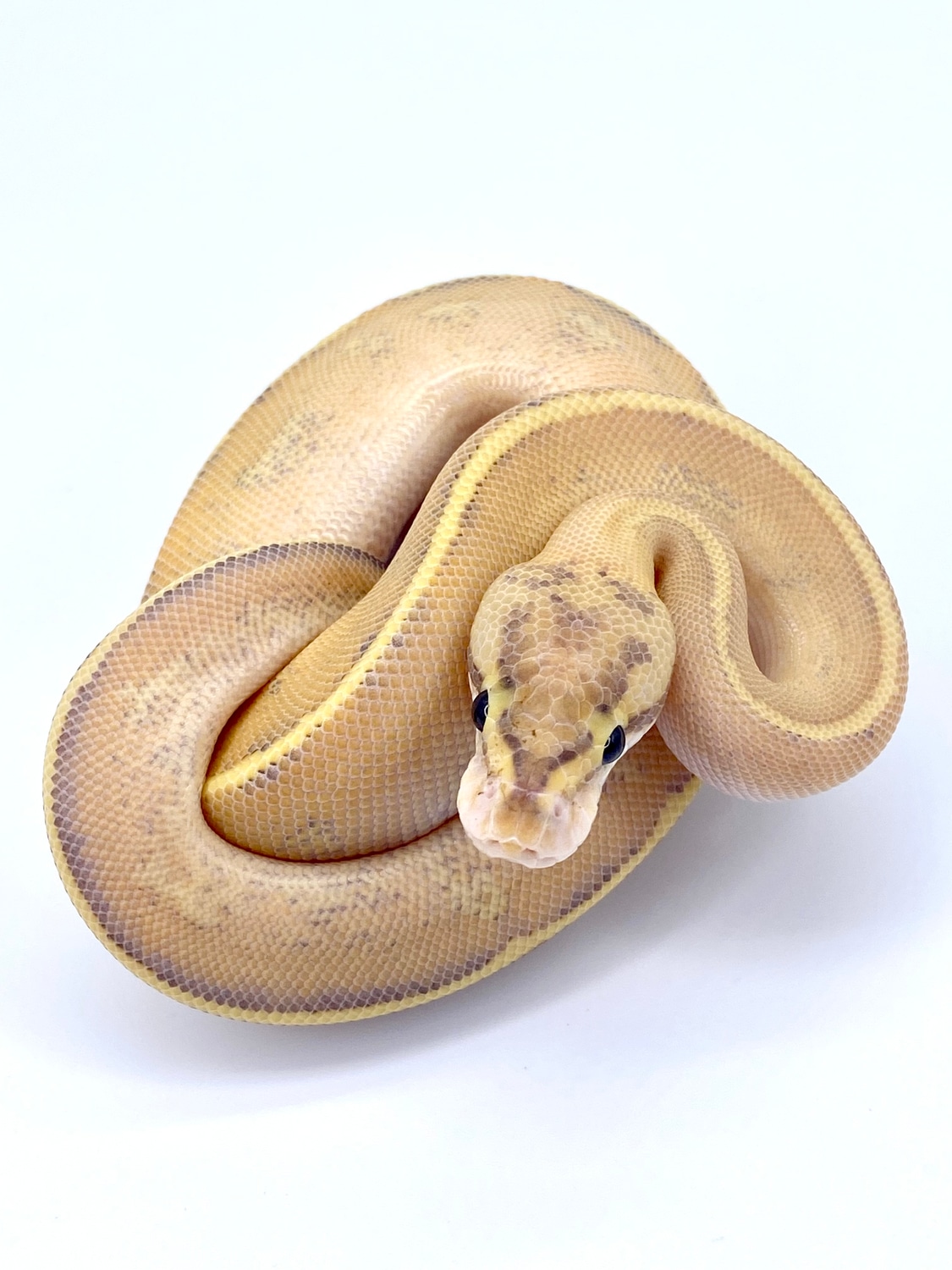 Puma Or Super Spark Ball Python by Redline Pythons - MorphMarket