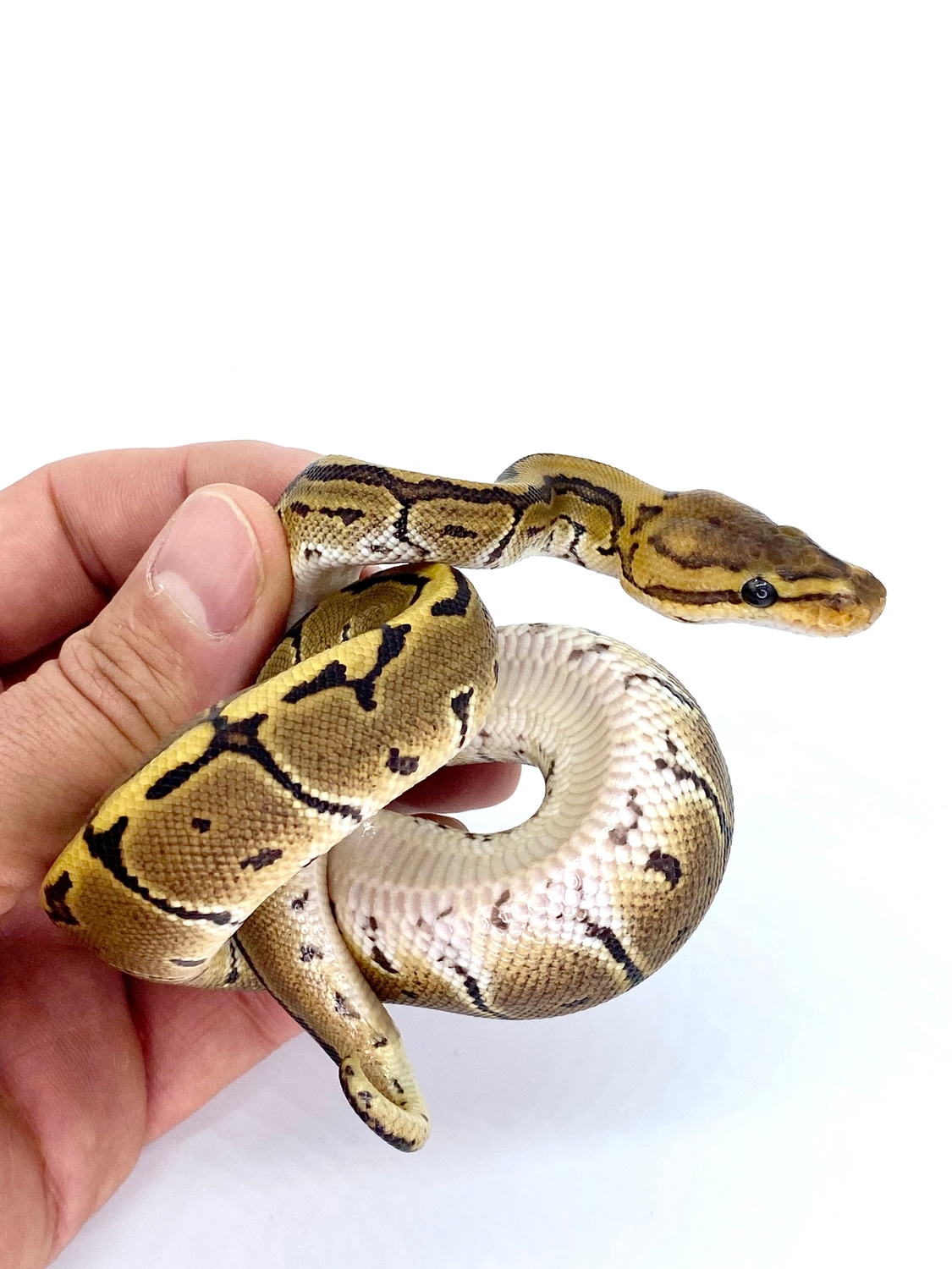 Chocolate Pinstripe 66% Het Ghost Ball Python by Redline Pythons ...