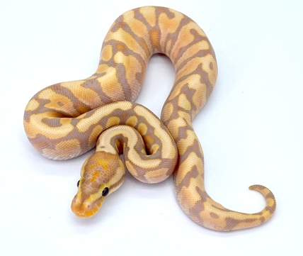 Cypress Spotnose Pinstripe Cryptic Or Crypton Het Hypo Ph Desert Ghost ...