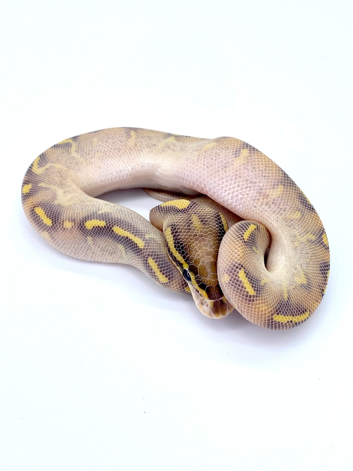 Highway Ball Python by Redline Pythons - MorphMarket