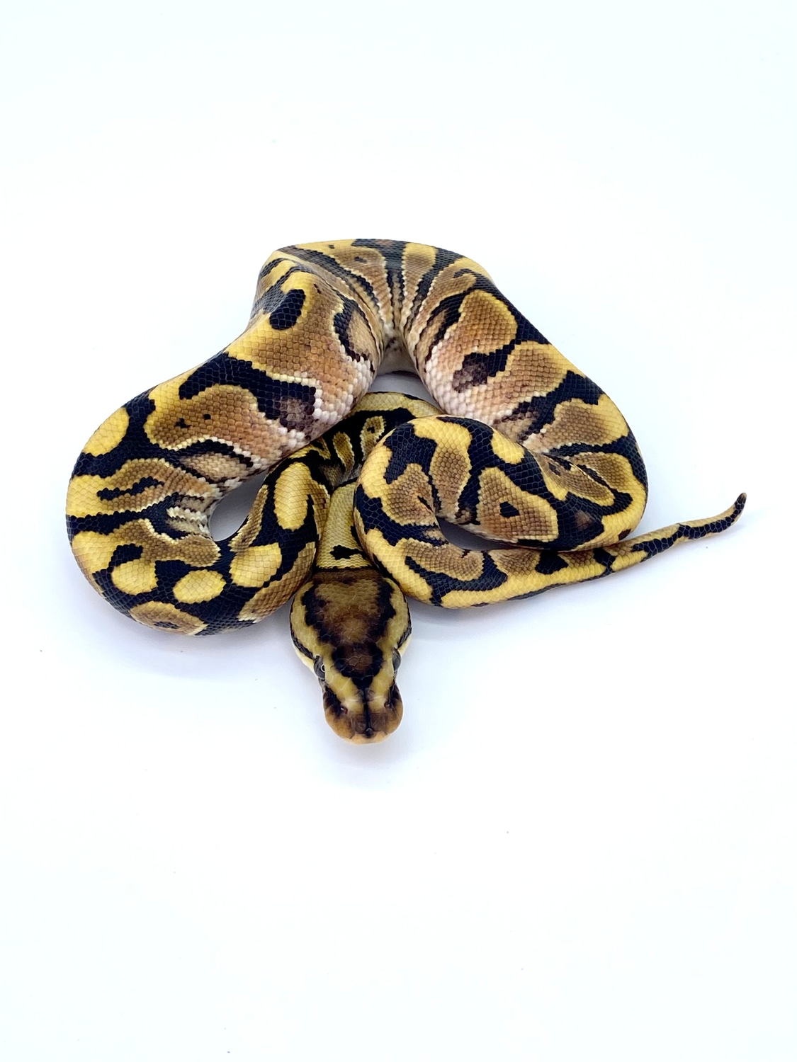 Hidden Gene Woma Spark / Yellowbelly Or Gravel Ball Python by Redline ...