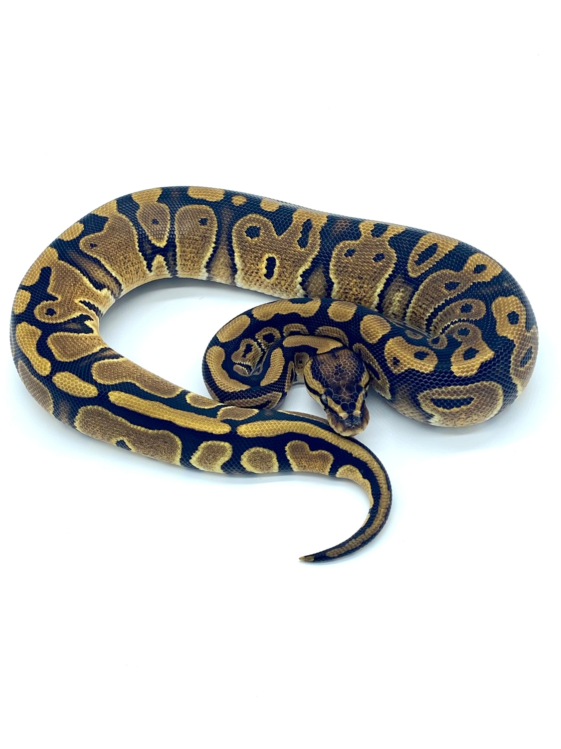 Double Het Clown Pied Ball Python by Redline Pythons - MorphMarket