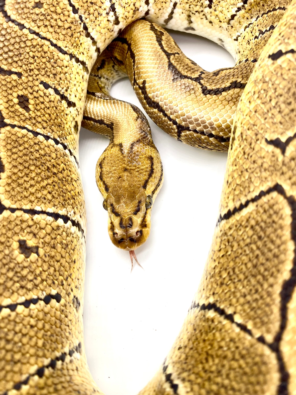 Spotnose Pinstripe Het Clown Ball Python by Redline Pythons - MorphMarket